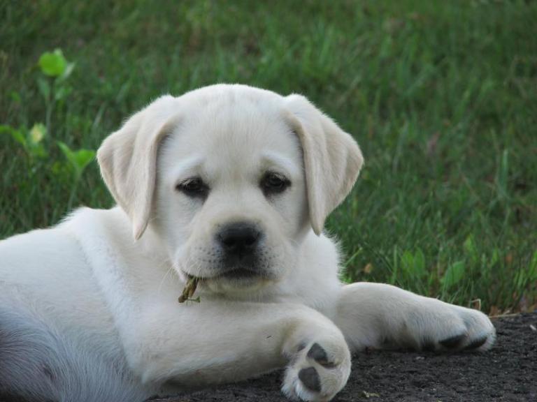Sweet Cream Labradors | sweet dog, sweet life