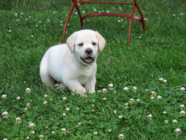 Sweet Cream Labradors | sweet dog, sweet life