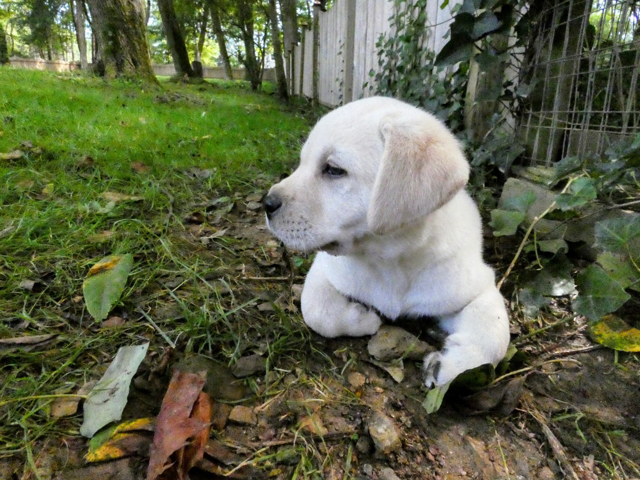 Contact | Sweet Cream Labradors