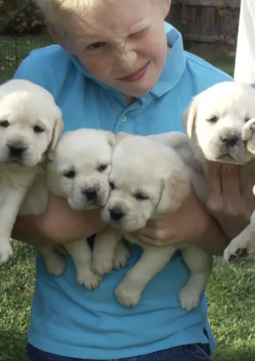 Puppies Available | Sweet Cream Labradors
