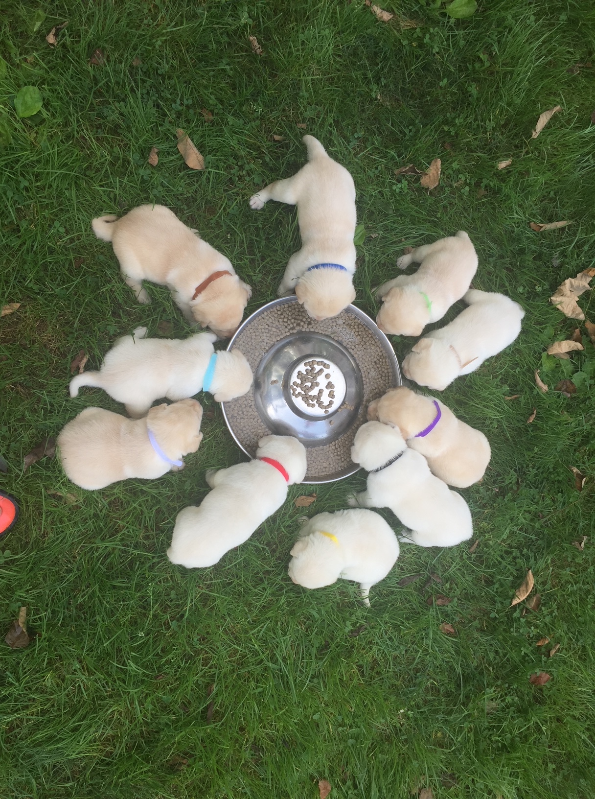 Puppies Available | Sweet Cream Labradors