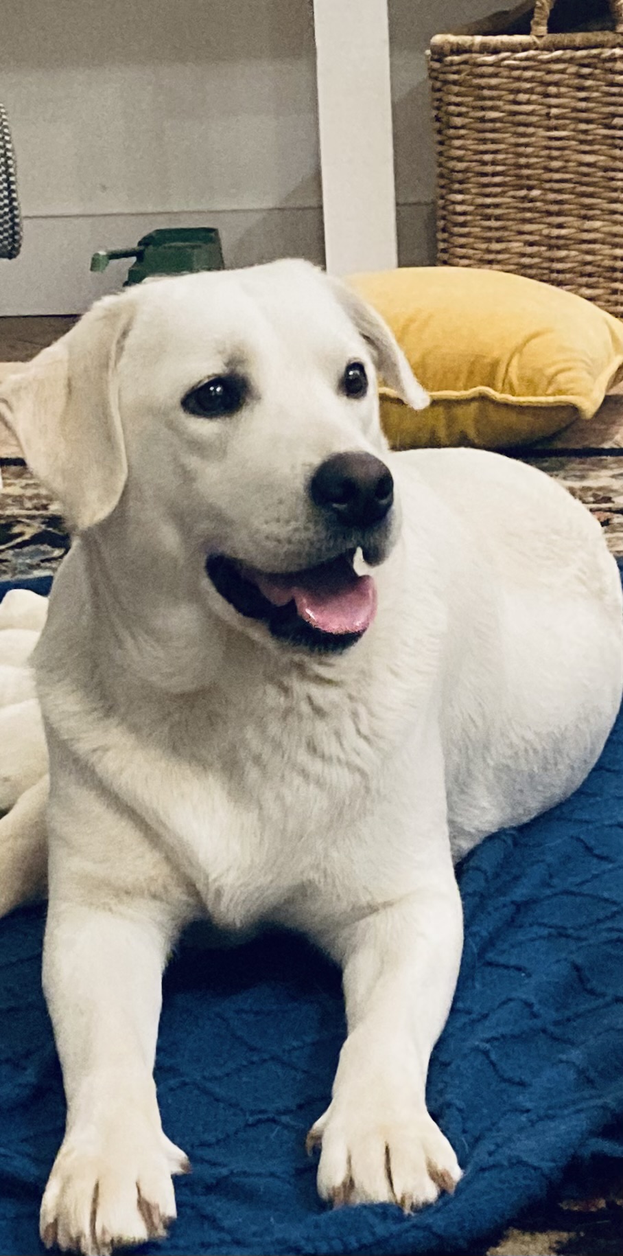Meet the Parents | Sweet Cream Labradors