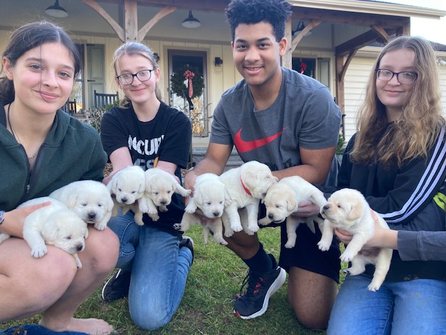 Sweet Cream Labradors | sweet dog, sweet life