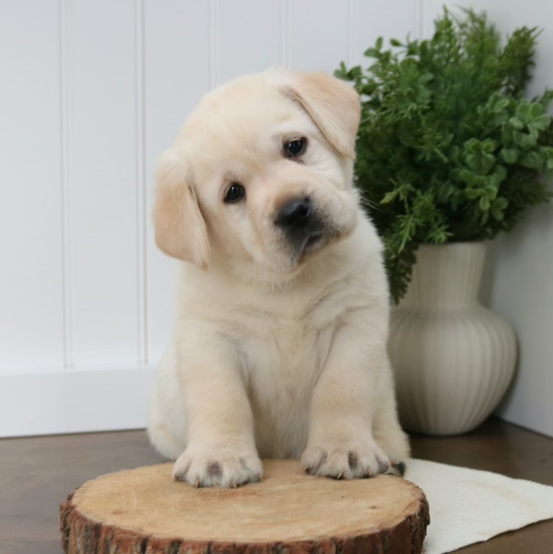 Puppies Available | Sweet Cream Labradors