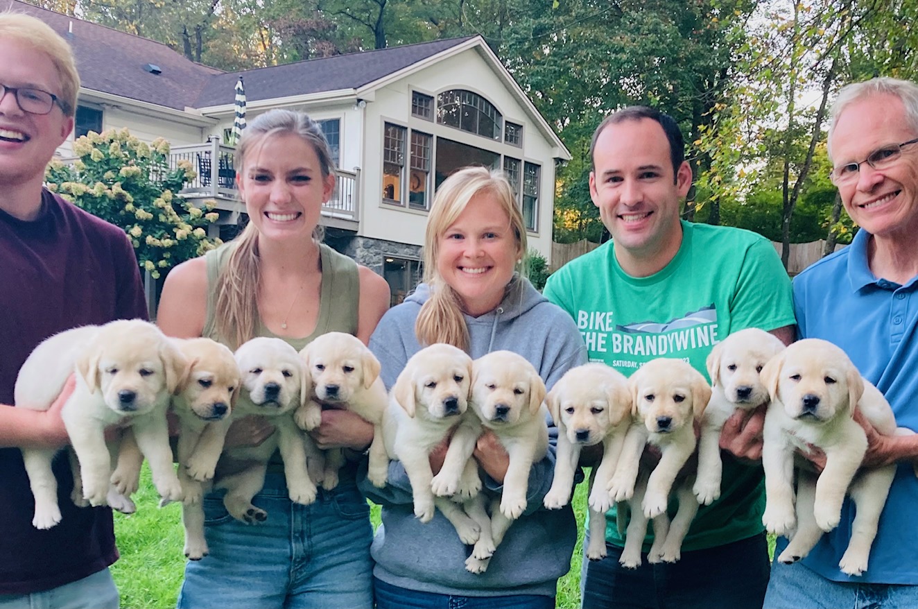 About Sweet Cream Labradors | Sweet Cream Labradors