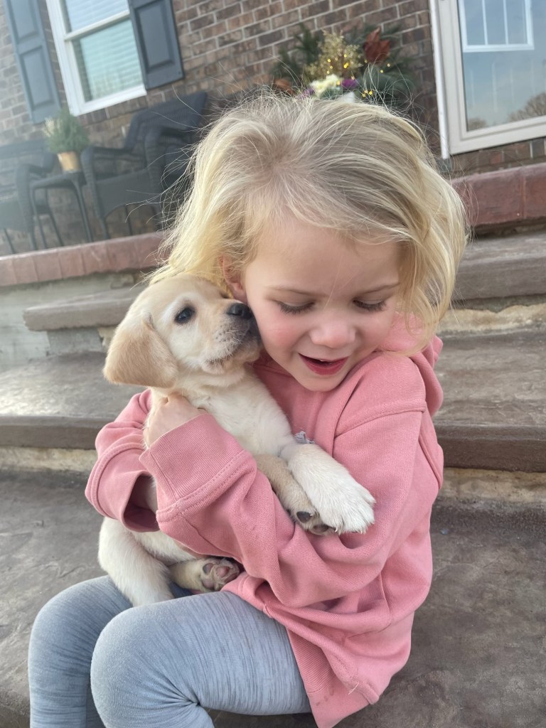 Puppies Available | Sweet Cream Labradors