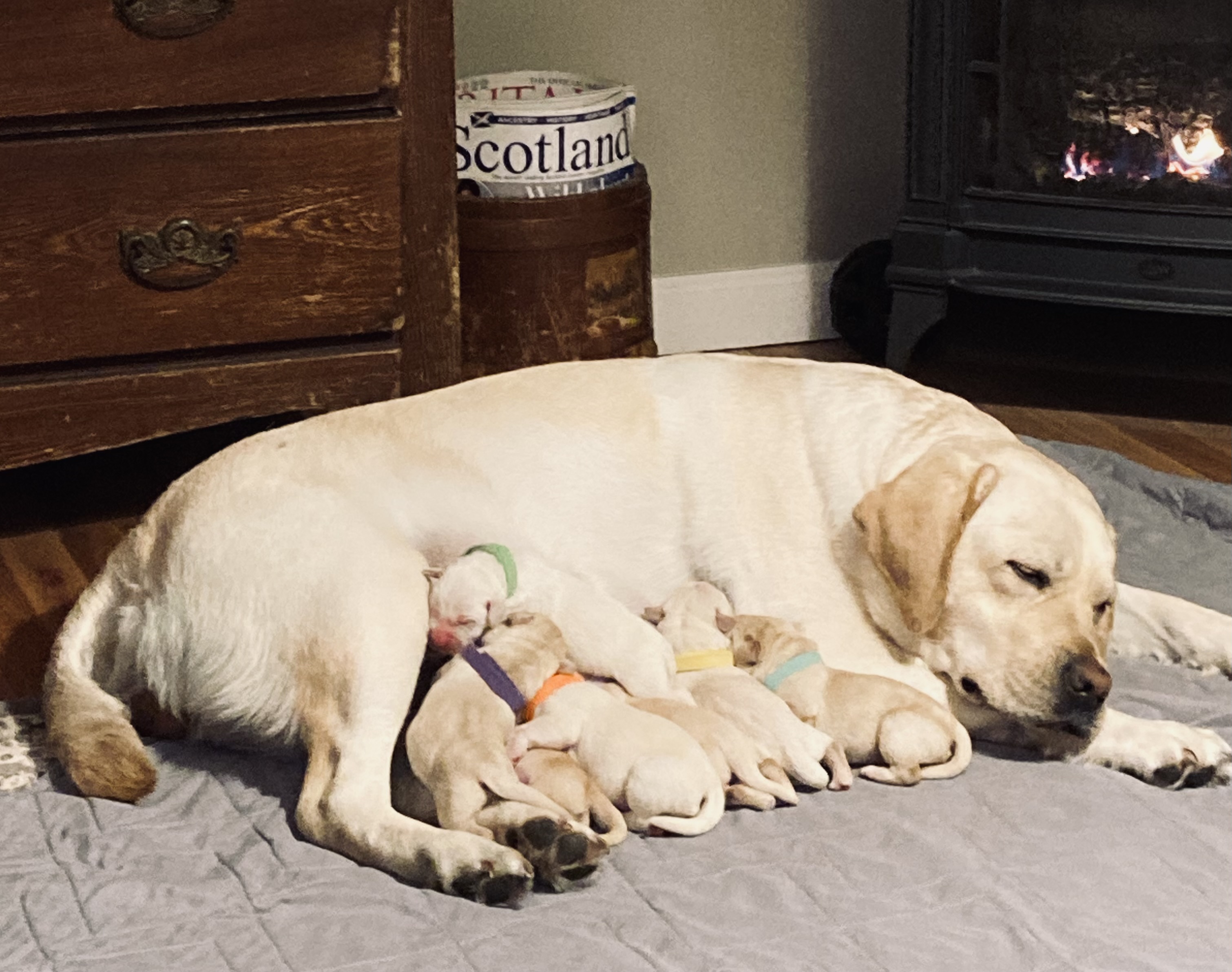 Puppies Available | Sweet Cream Labradors