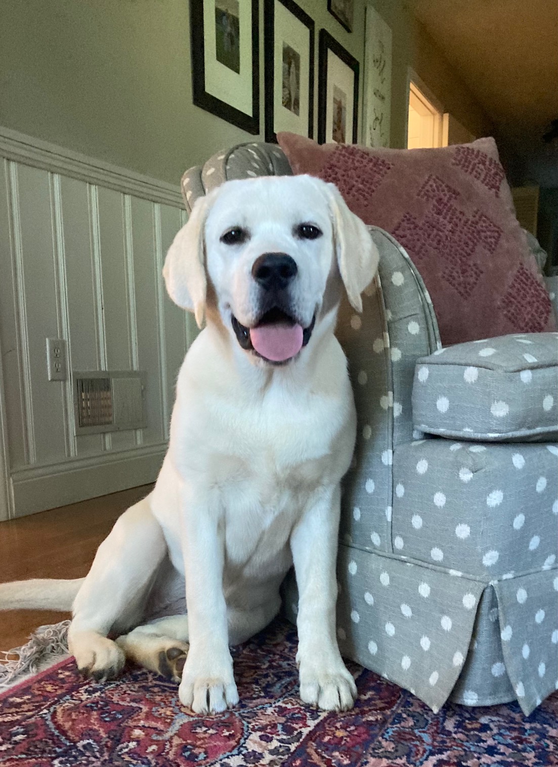 Meet the Parents | Sweet Cream Labradors