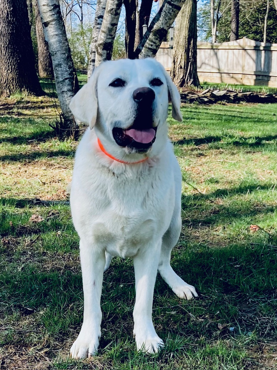 Meet the Parents | Sweet Cream Labradors